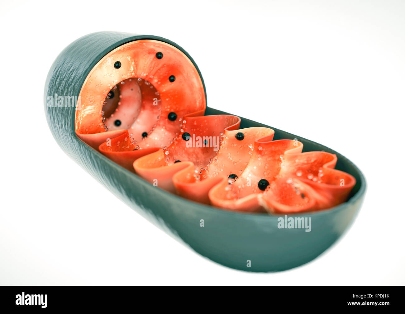 Mitochondria structure hi-res stock photography and images - Alamy