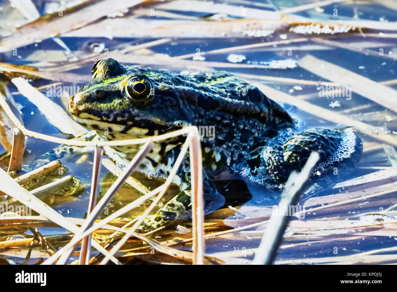 Ugly frog hi-res stock photography and images - Alamy
