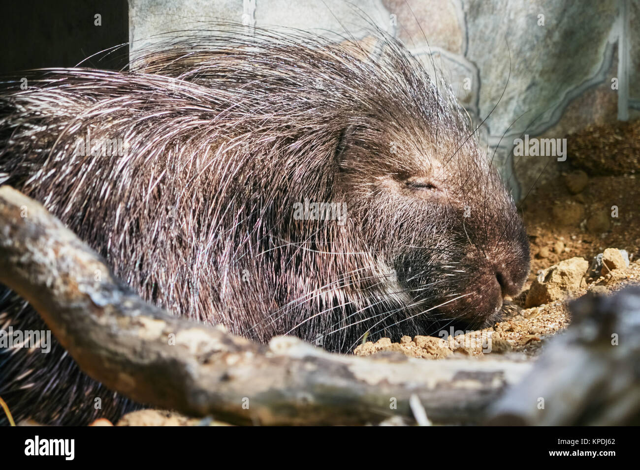Porcupine sleeping hi-res stock photography and images - Alamy