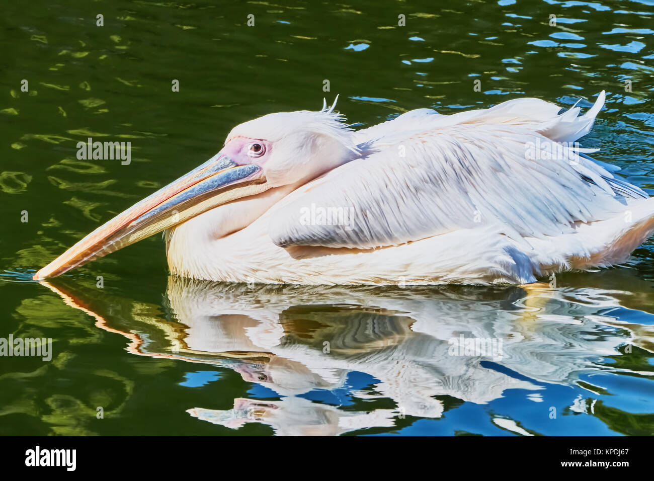 Beautiful pelican floating on the lake Stock Photo - Alamy