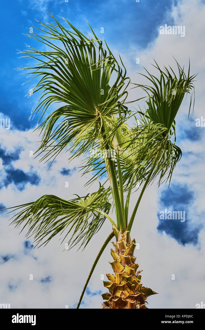 Top of a palm tree Stock Photo - Alamy