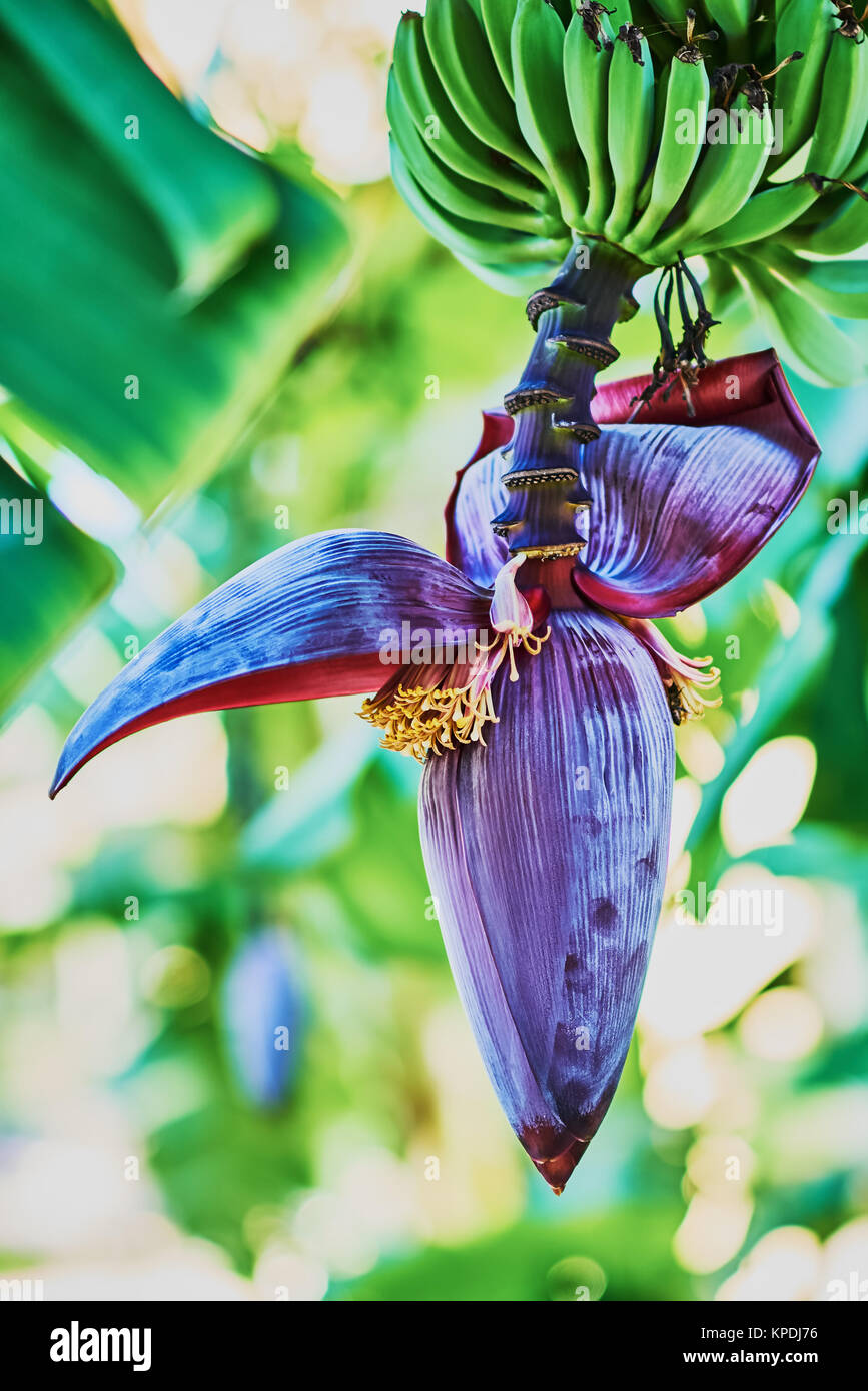 Blooming banana tree Stock Photo - Alamy