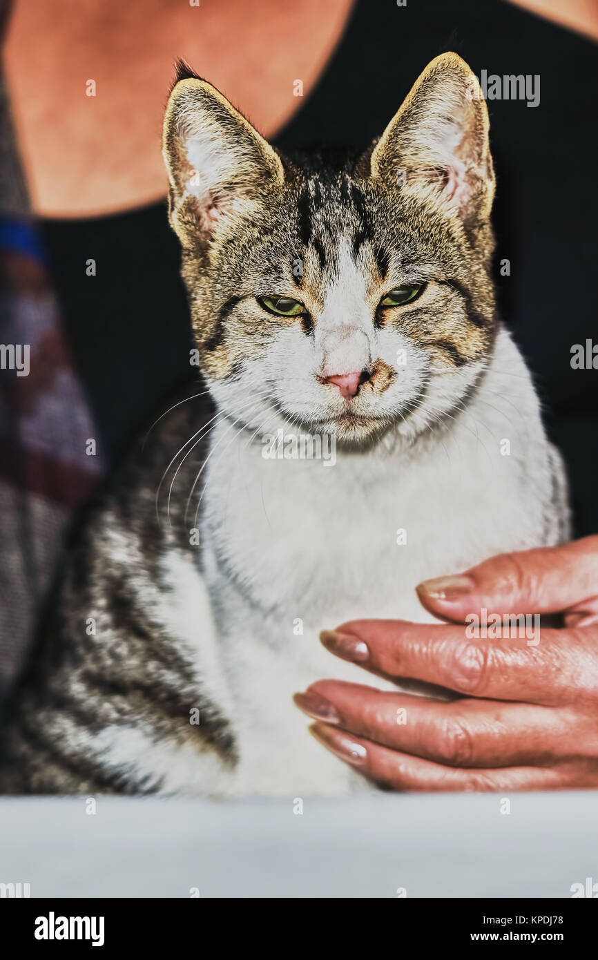 Gray cat looking at the camera Stock Photo - Alamy