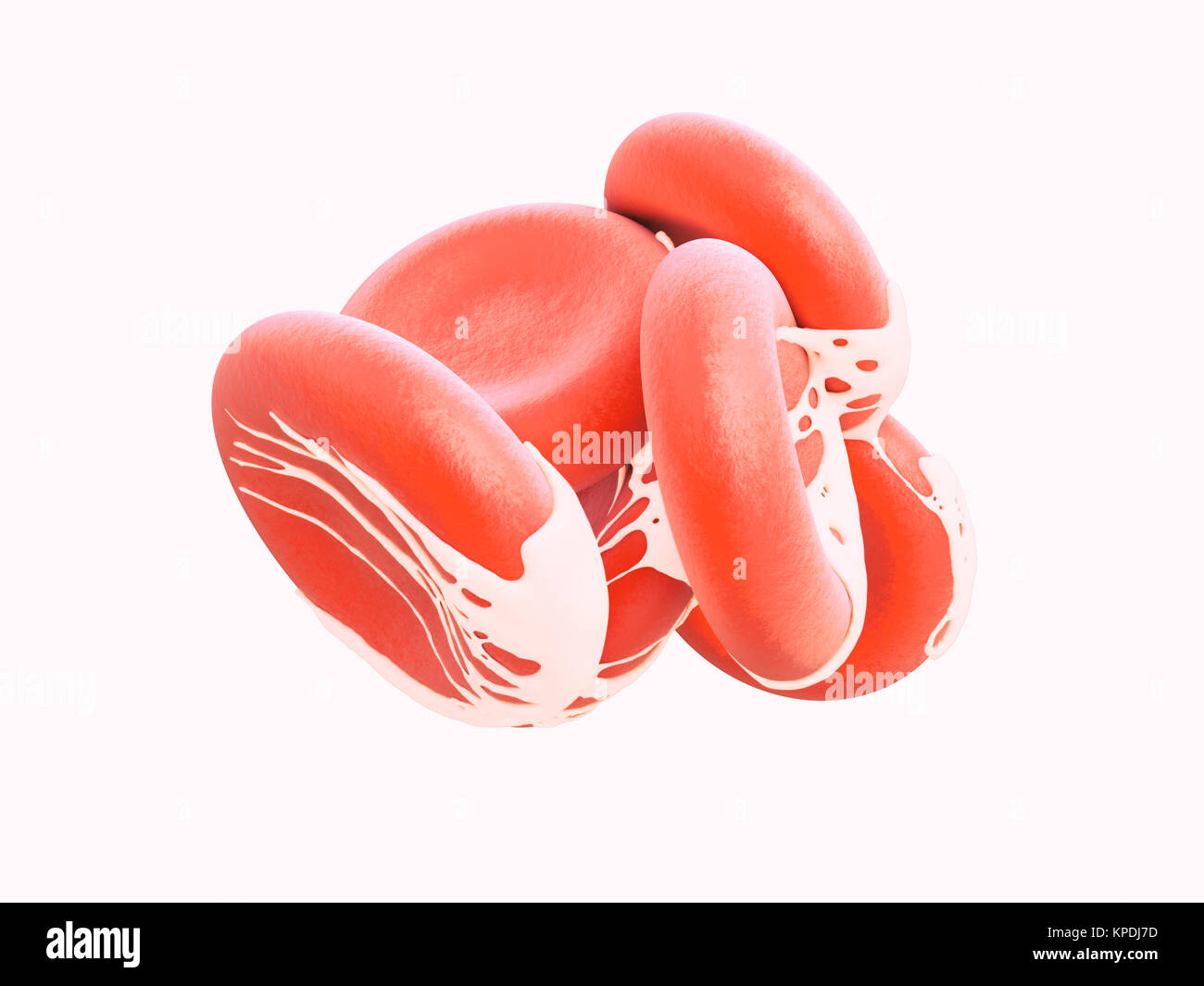 Bonding blood cells Stock Photo - Alamy
