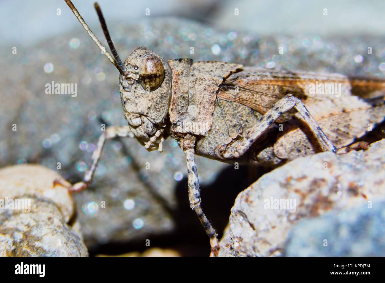 Gray brown locust hi-res stock photography and images - Alamy