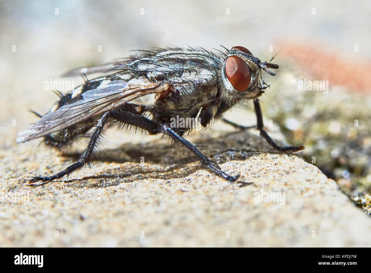 Gray fly in the garden closeup Stock Photo - Alamy