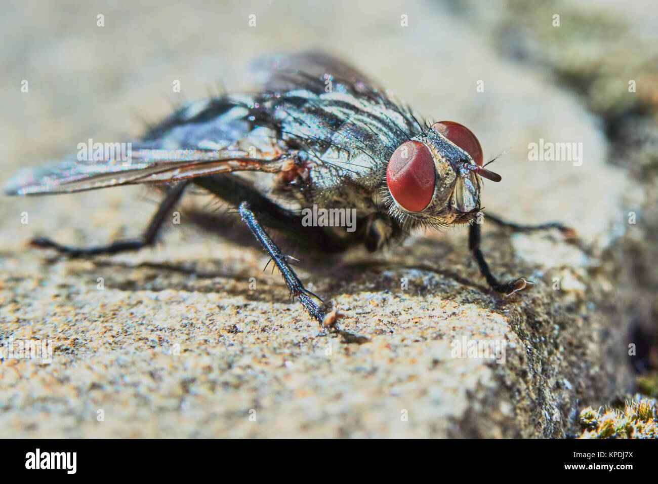 Gray fly in the garden closeup Stock Photo - Alamy