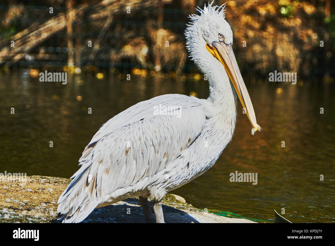 Beautiful pelican in zoo Stock Photo - Alamy