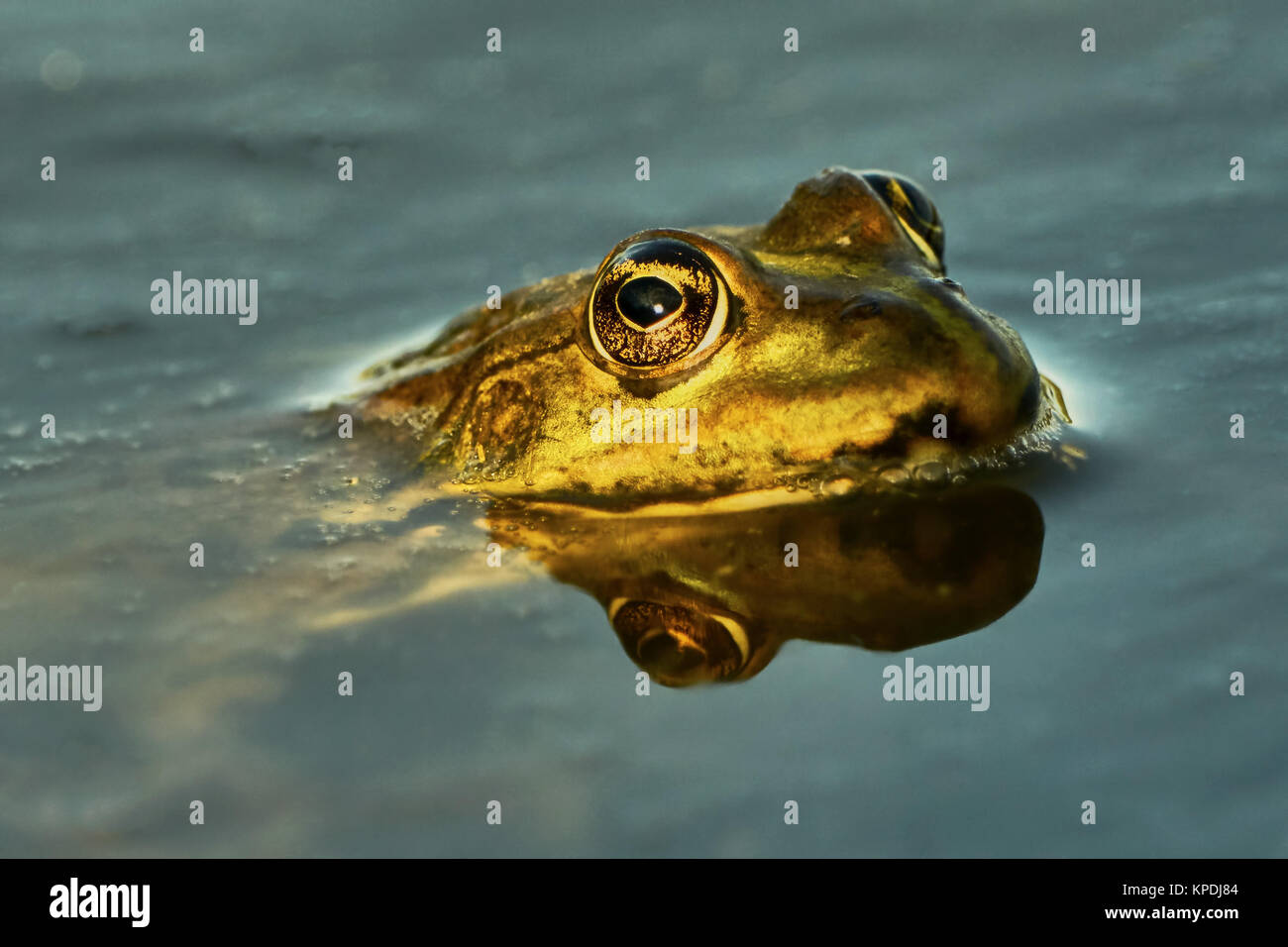 Ugly frog hi-res stock photography and images - Alamy