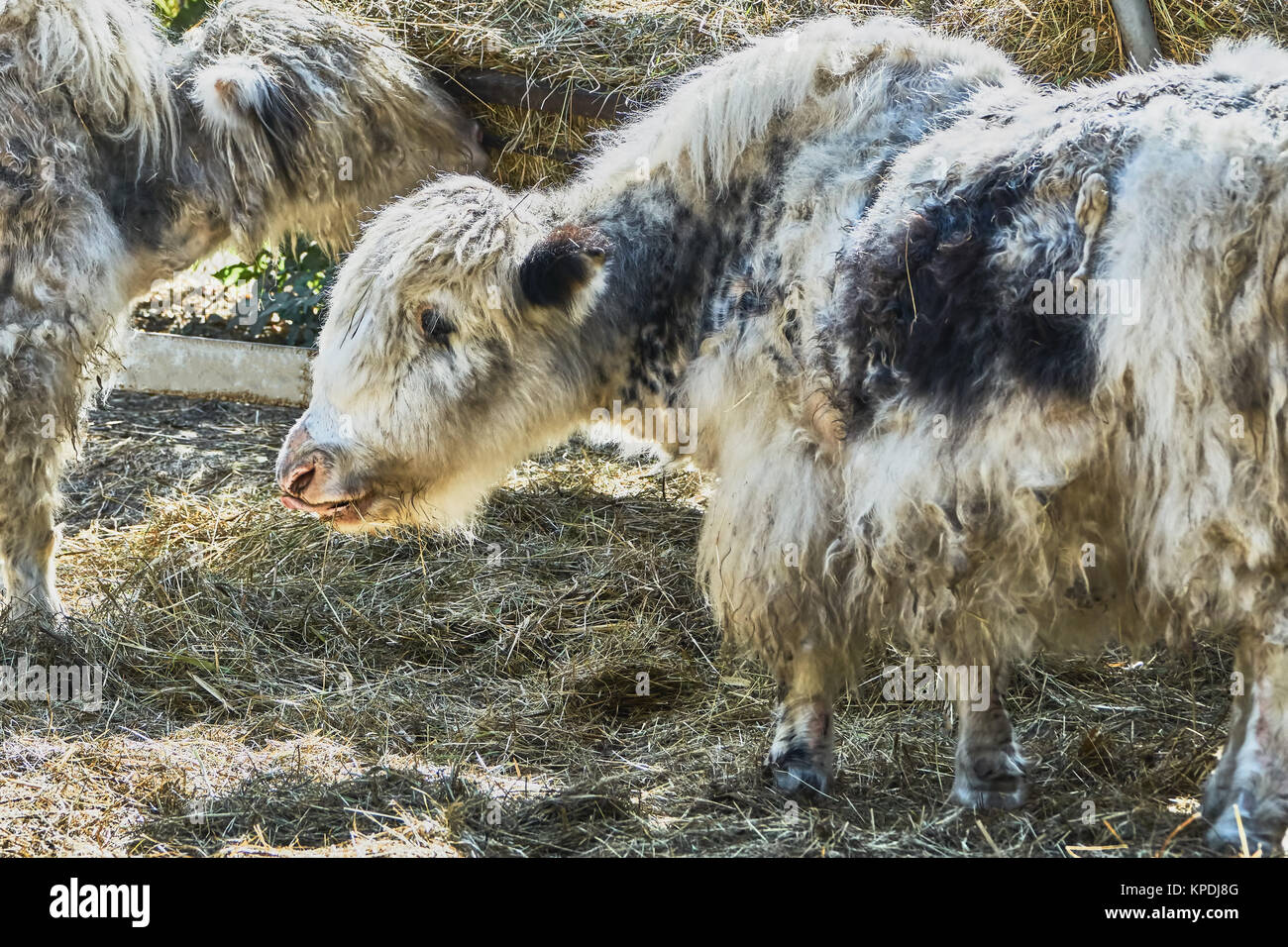 Yaks in the zoo Stock Photo - Alamy