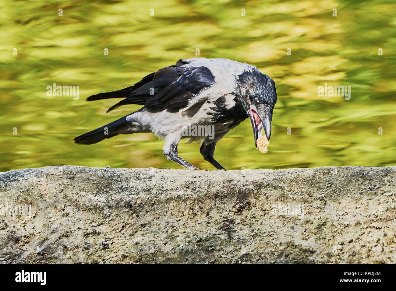 Raven with a piece of bread Stock Photo - Alamy