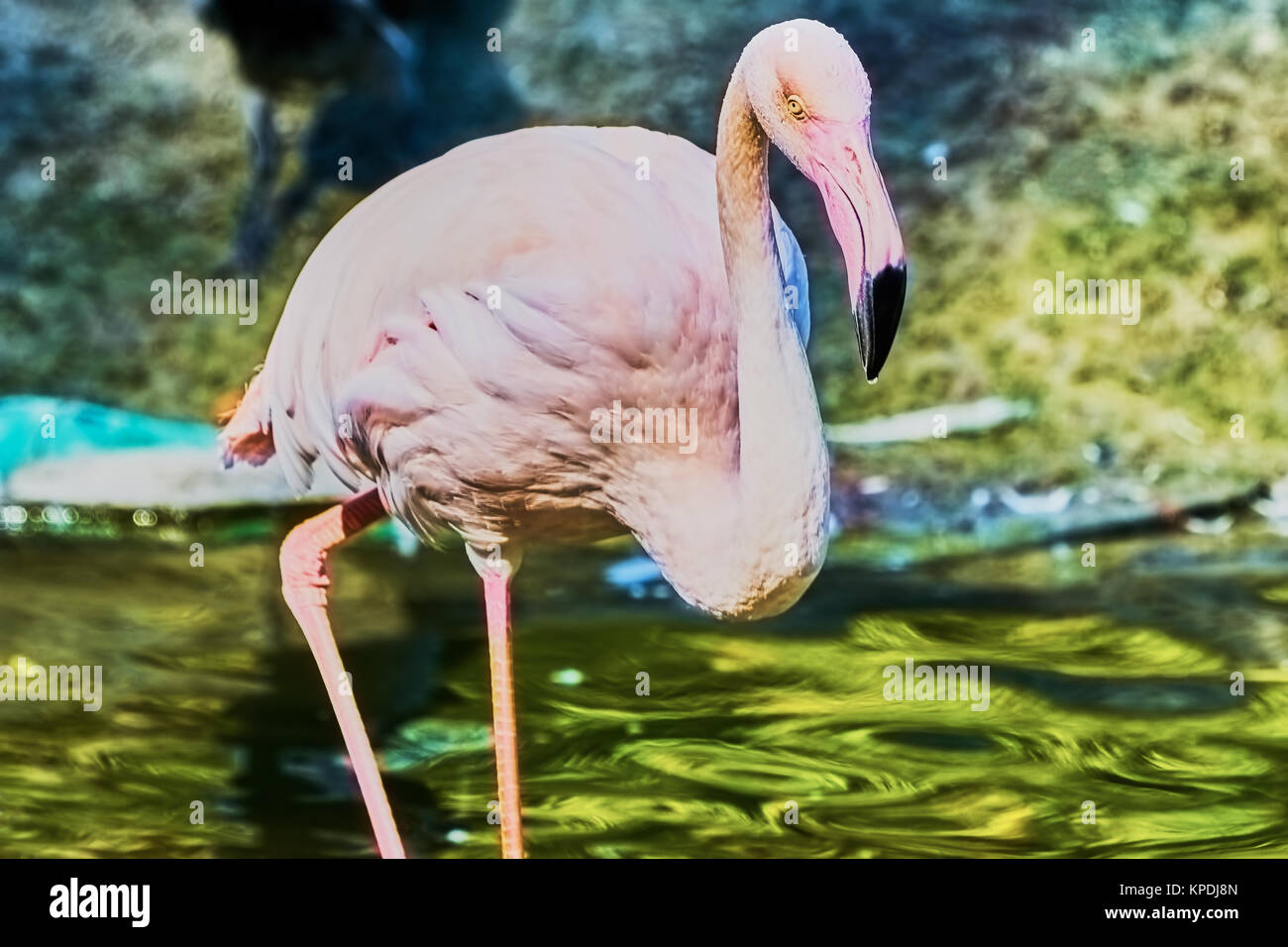 Pink flamingos at the zoo Stock Photo - Alamy