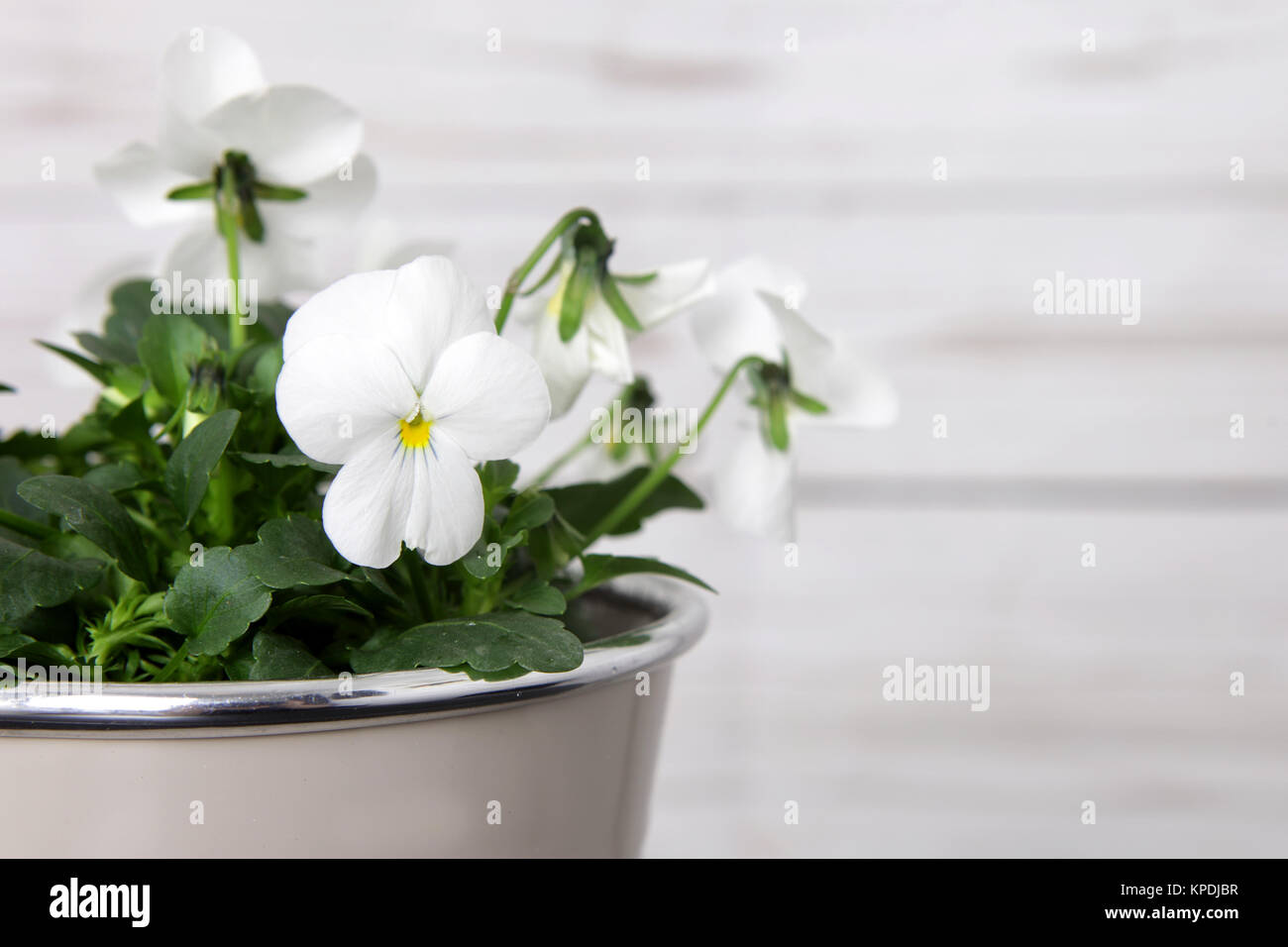 white viola in a planter in front of a wooden wall Stock Photo - Alamy