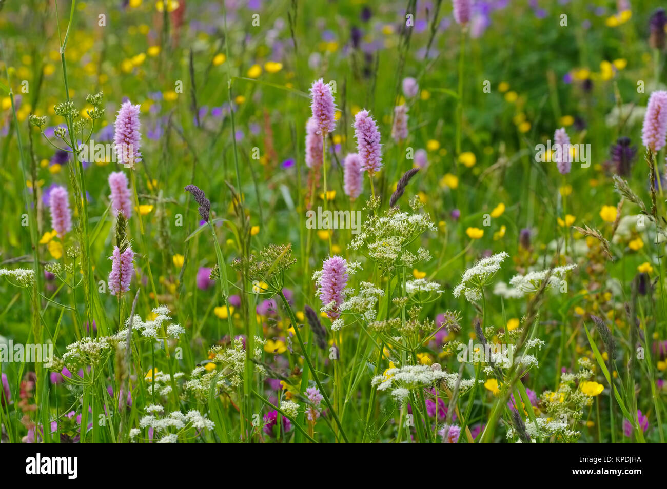 mountain meadows - spring flower meadows in mountains Stock Photo - Alamy