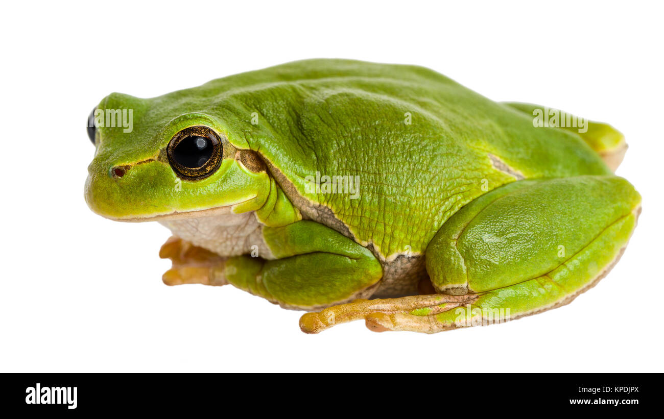 European green tree frog (Hyla arborea formerly Rana arborea) isolated ...