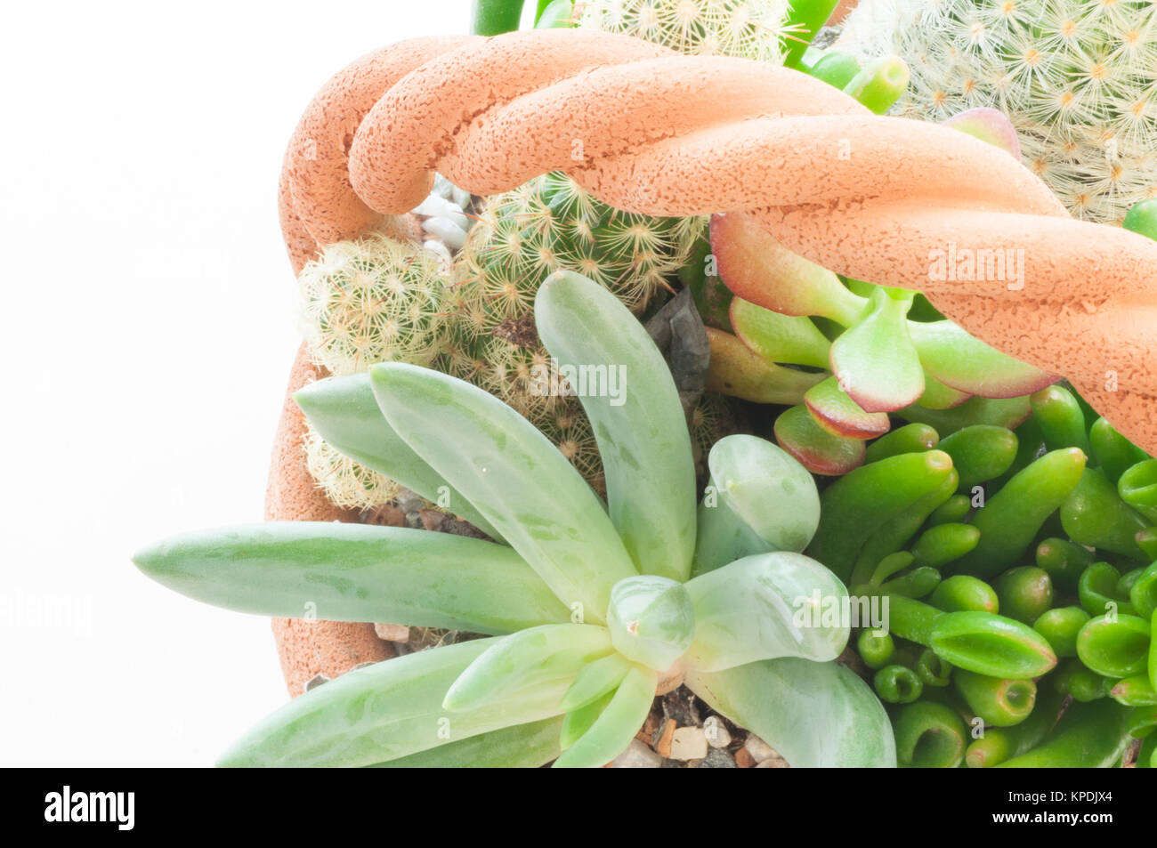 Fat leaf plants hi-res stock photography and images - Alamy