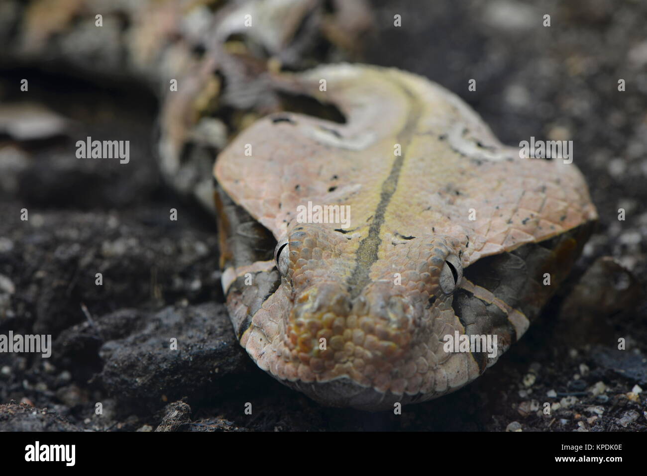 Highly dangerous snakes hi-res stock photography and images - Alamy