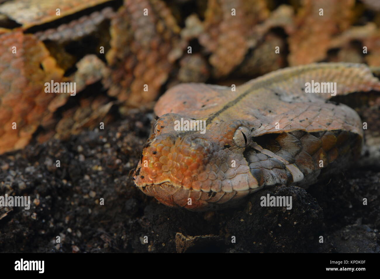 Highly toxic Gabon viper Stock Photo - Alamy