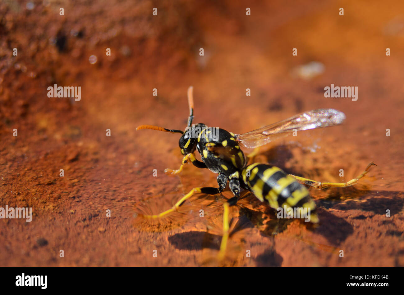 Insect drinking hi-res stock photography and images - Alamy