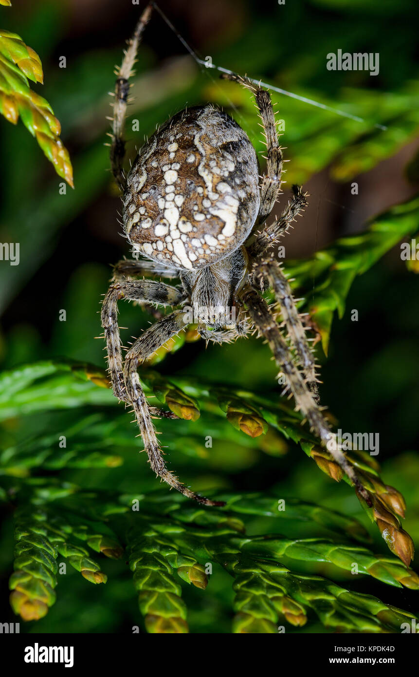 Huge garden spider sitting in the hedge Stock Photo - Alamy