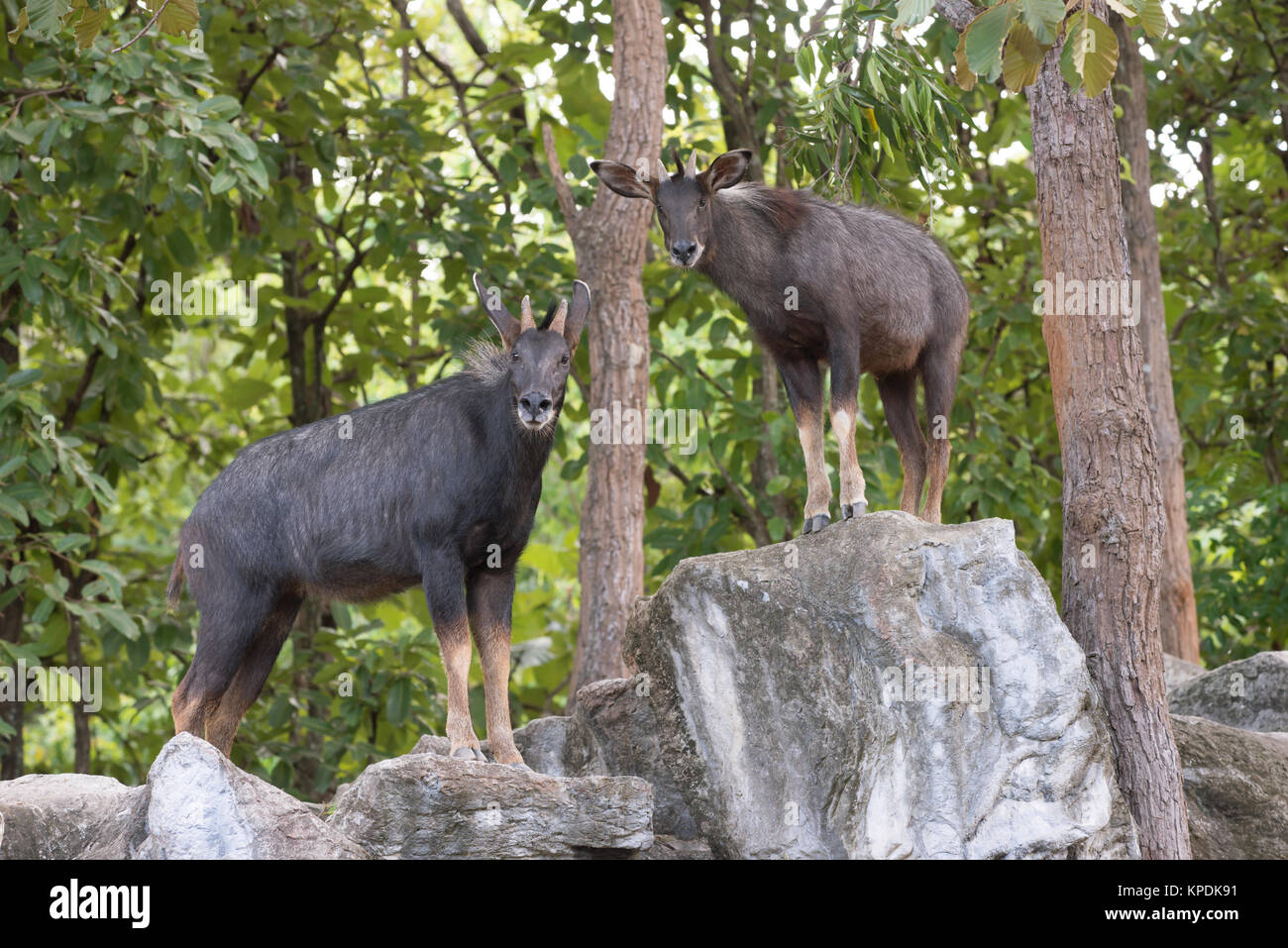 Serow capricornis sumatraensis hi-res stock photography and images - Alamy
