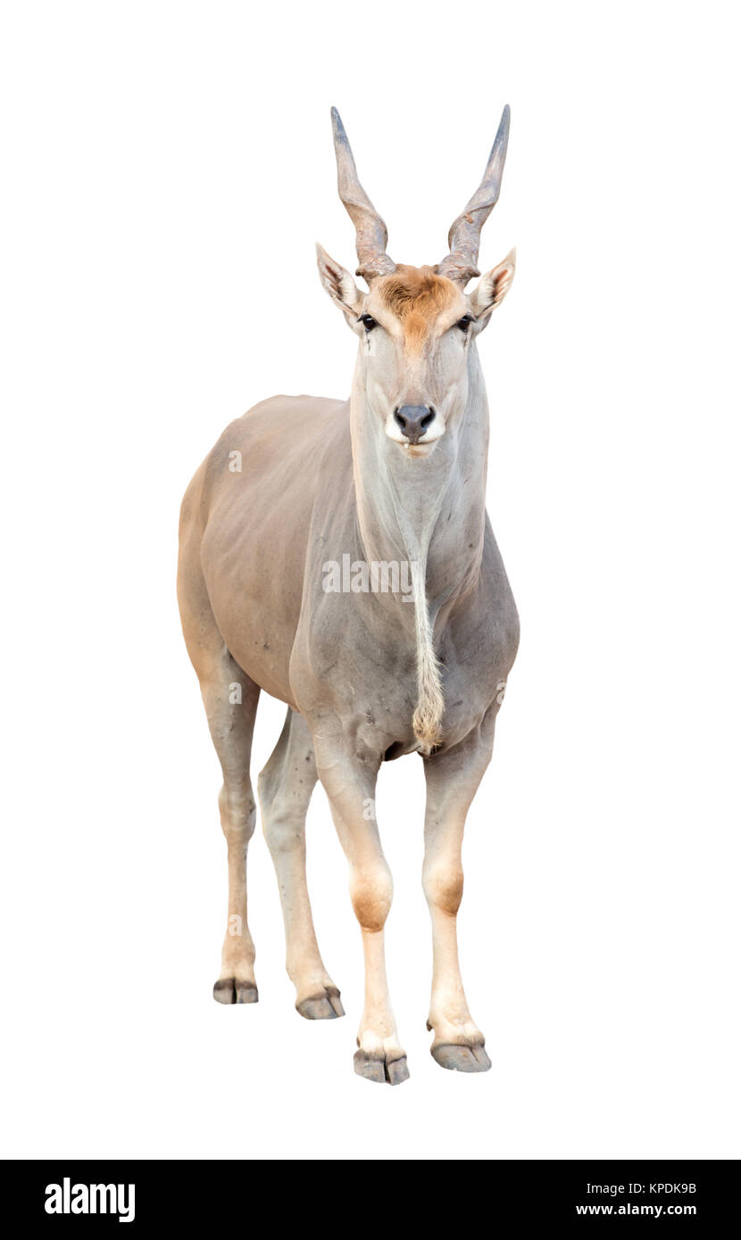 African eland Cut Out Stock Images & Pictures - Alamy