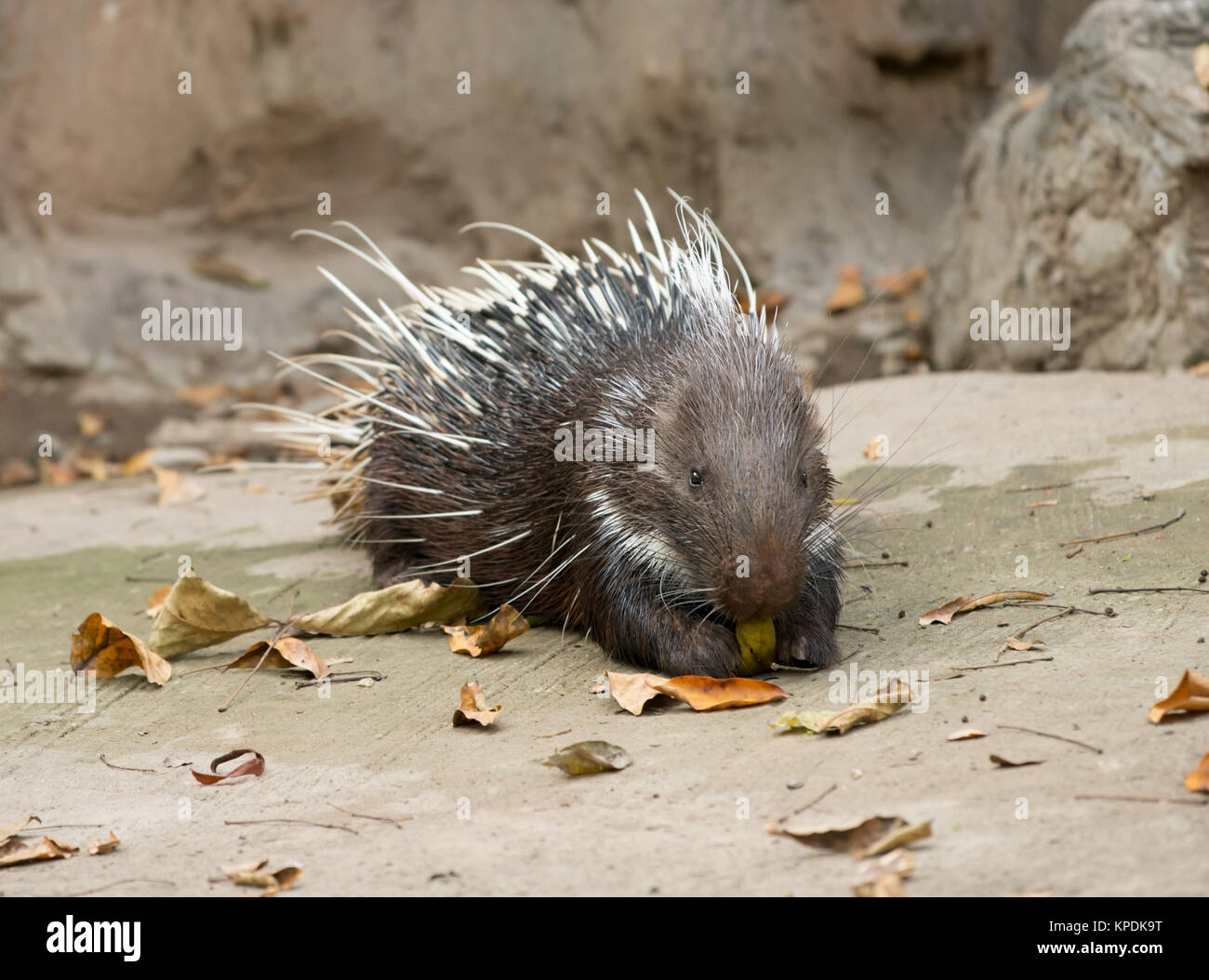 Malayan porcupine, Himalayan porcupine, Large porcupine Stock Photo - Alamy