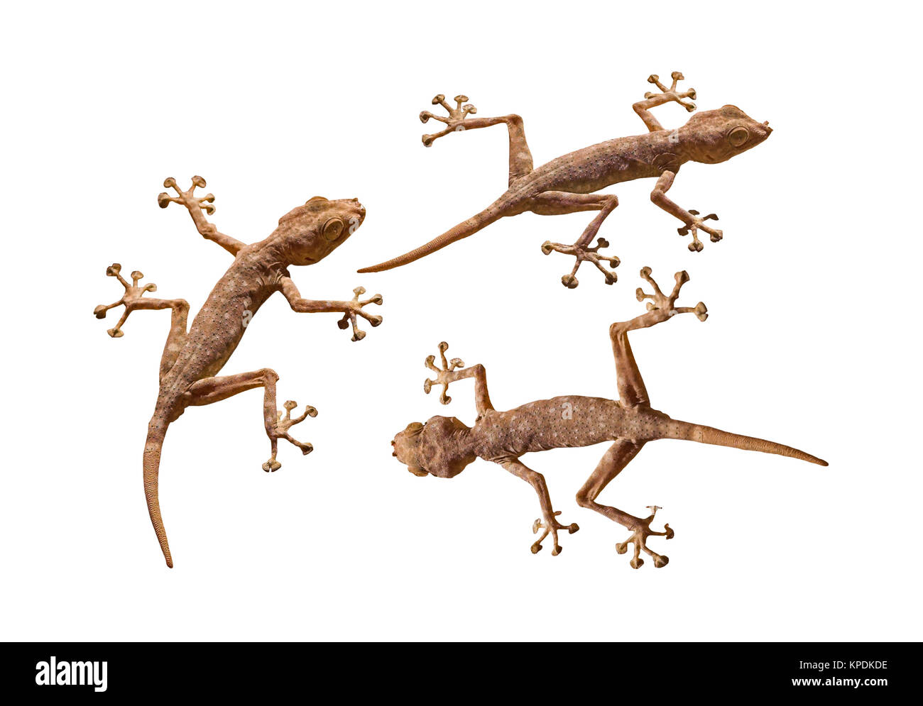 Predator of lizards Cut Out Stock Images & Pictures - Alamy