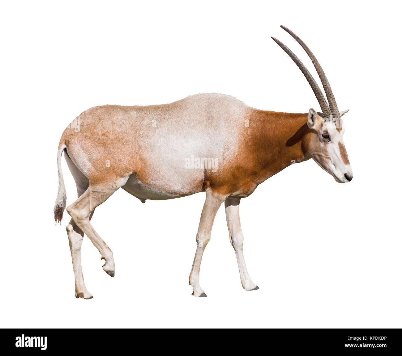 Damma hi-res stock photography and images - Alamy