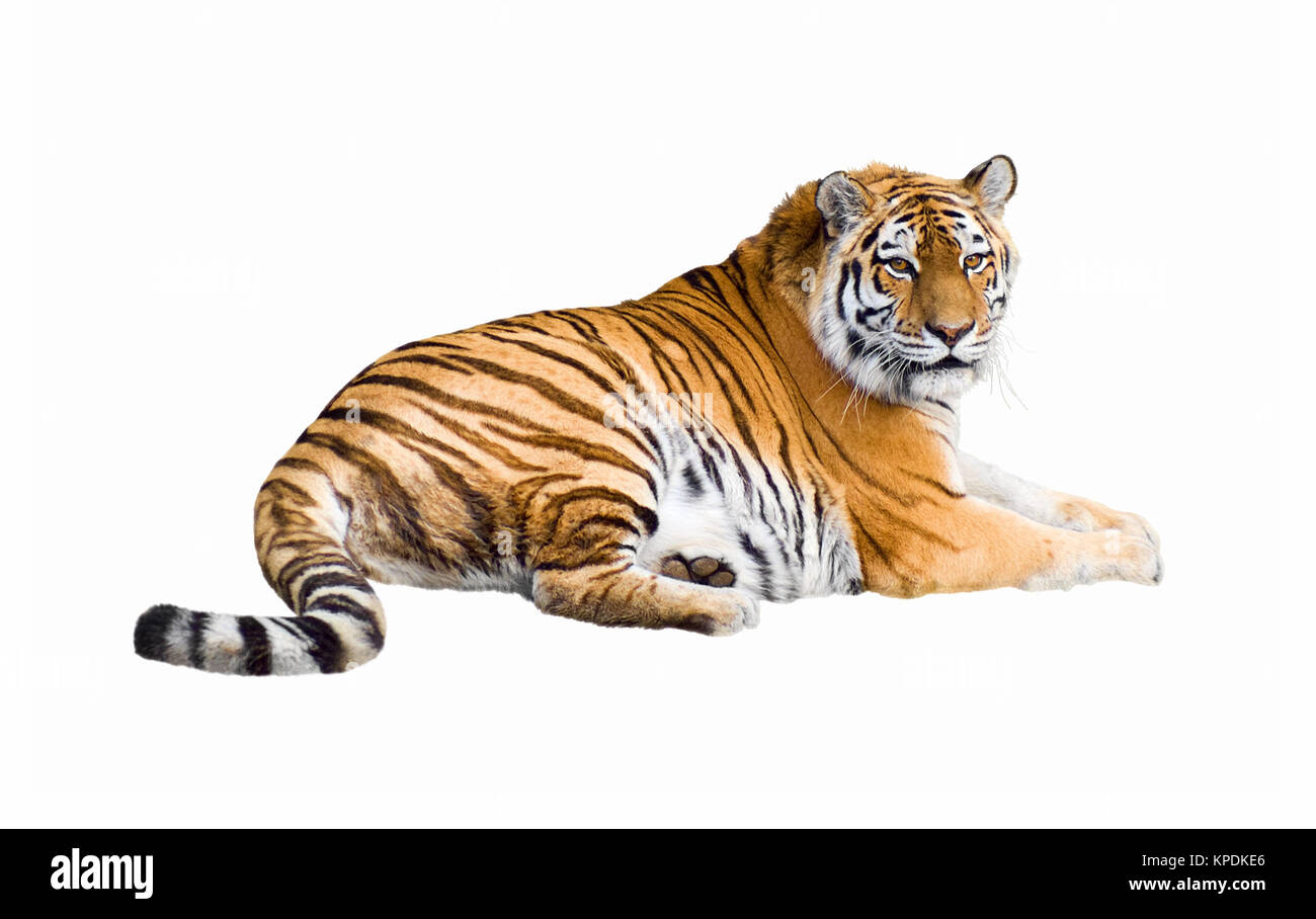 Male Tiger Picture Cut Out Stock Images & Pictures - Alamy