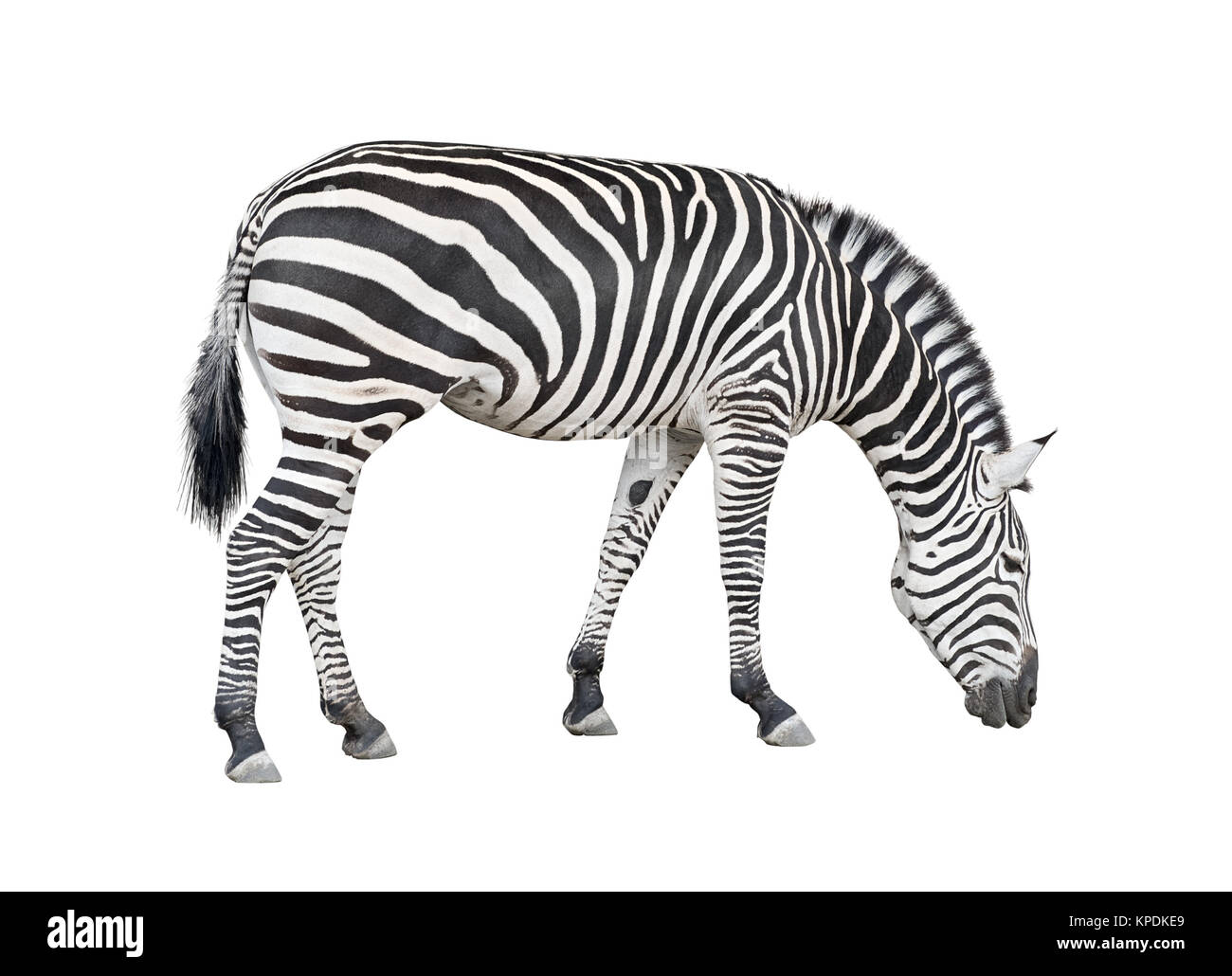 White strip horse Cut Out Stock Images & Pictures - Alamy
