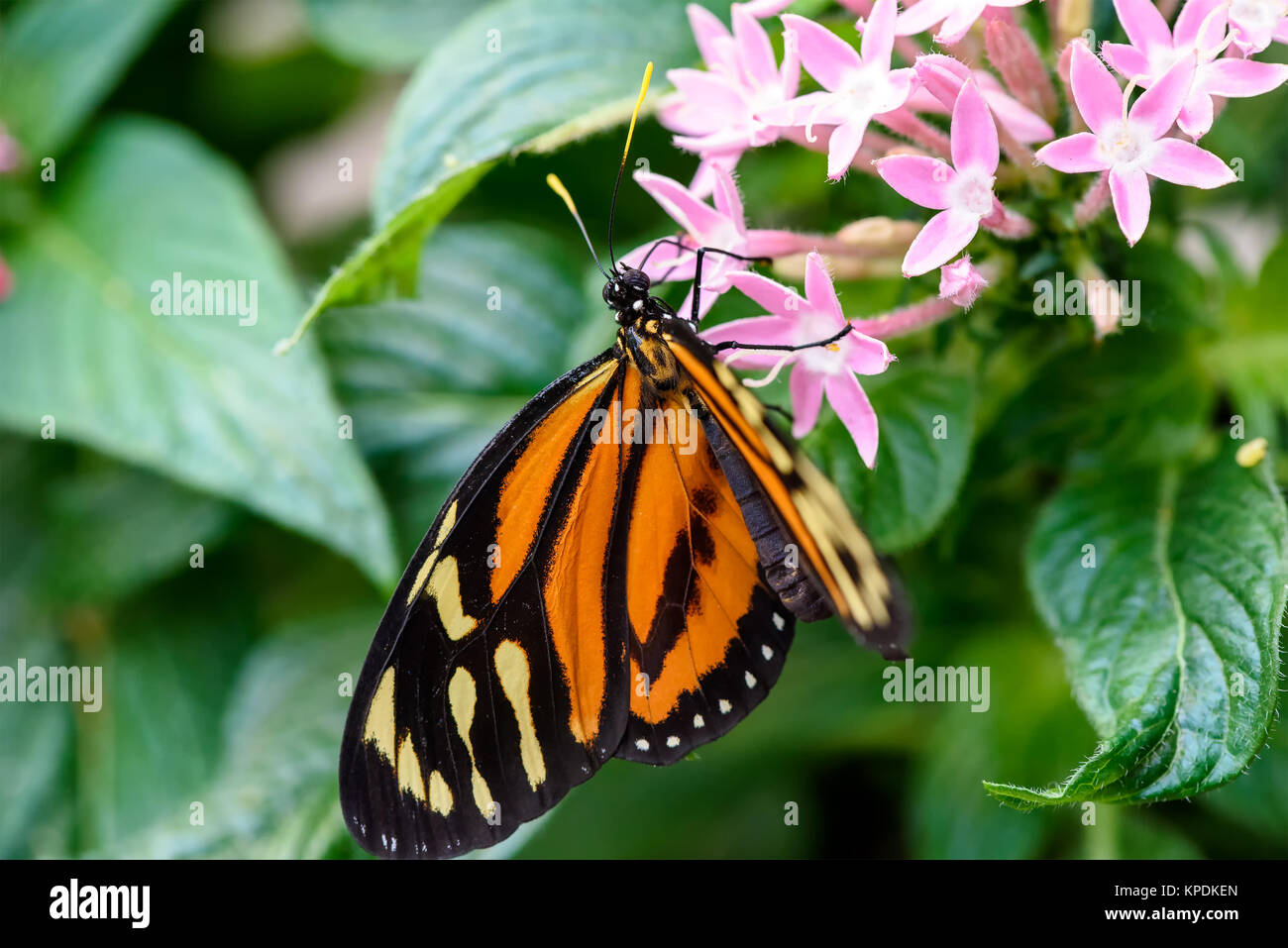 Detailed monarch hi-res stock photography and images - Alamy