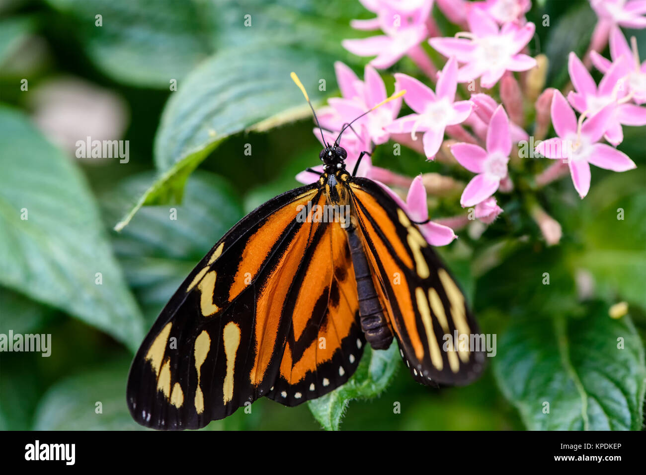 Monarch Butterfly (Danaus plexippus) (male Stock Photo - Alamy