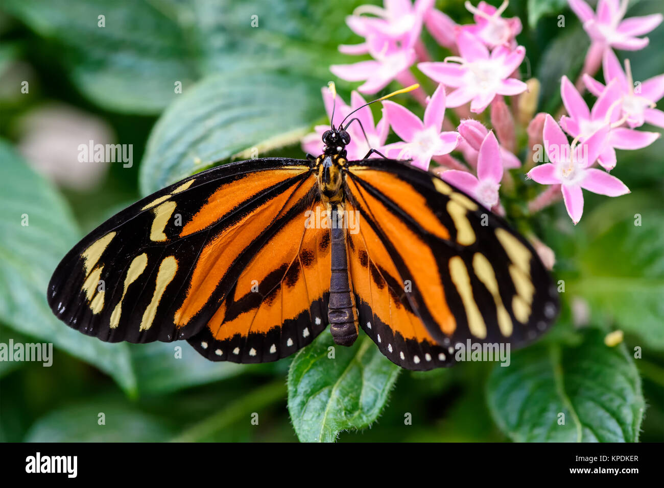 Monarch Butterfly (Danaus plexippus) (male Stock Photo - Alamy