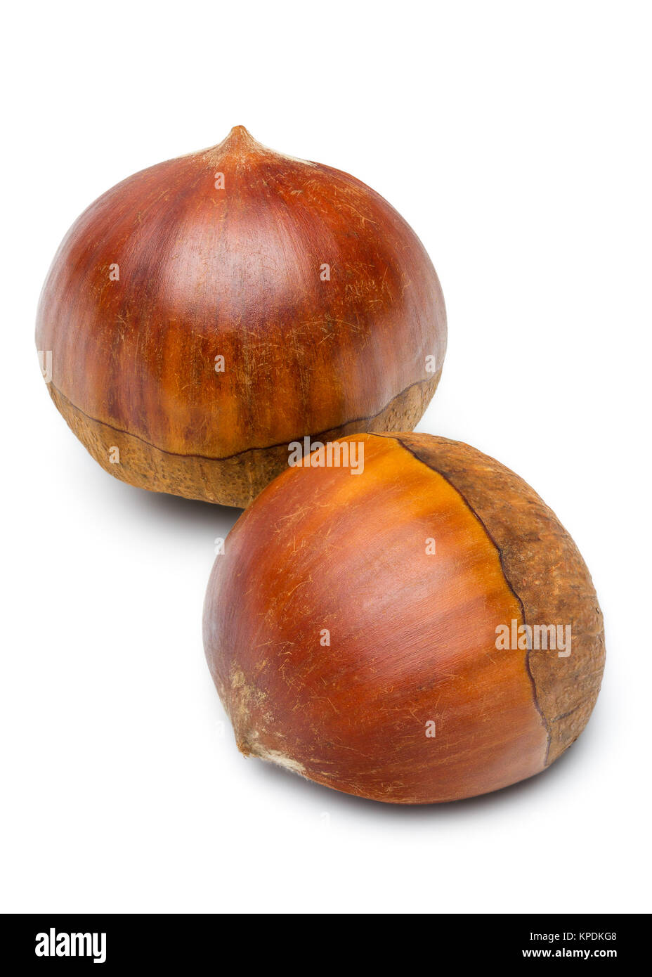Chest nut Cut Out Stock Images & Pictures - Alamy
