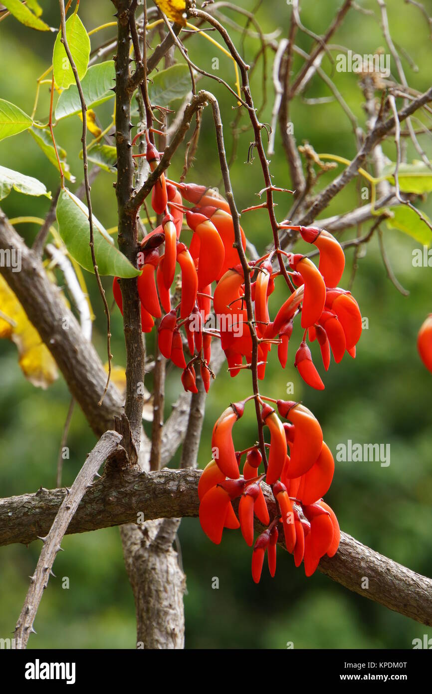 Erythrina tree hi-res stock photography and images - Alamy