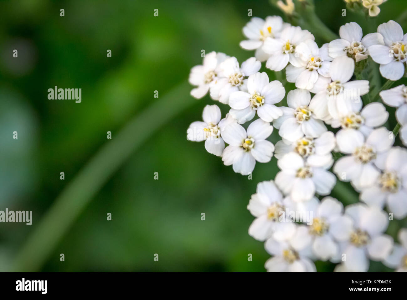 Many tiny white flowers hi-res stock photography and images - Alamy