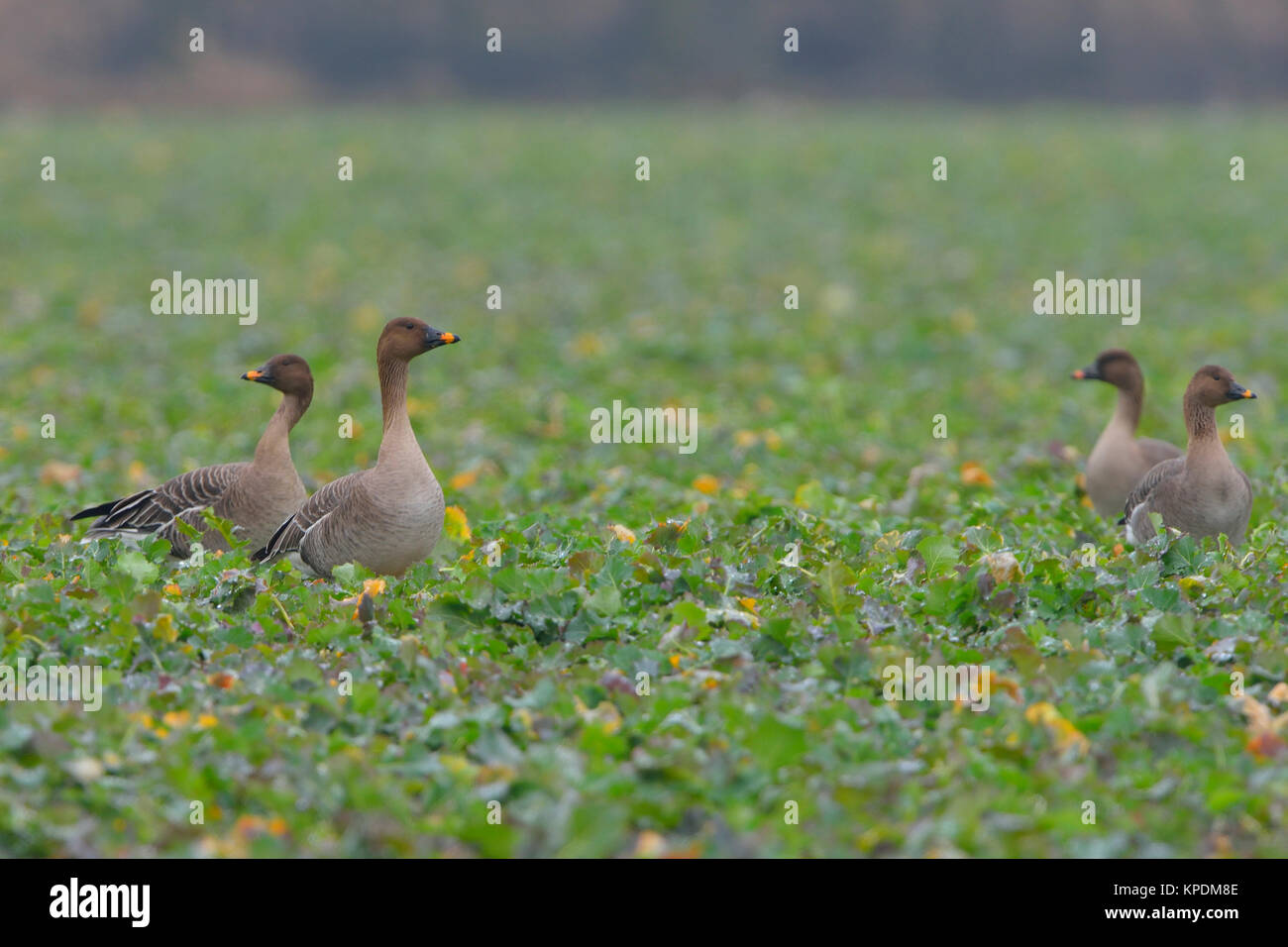 Seed geese hi-res stock photography and images - Alamy
