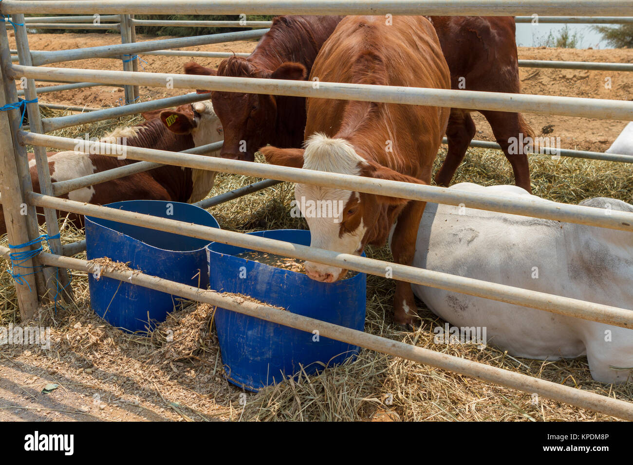 Bovine in a farm eating Stock Photo - Alamy