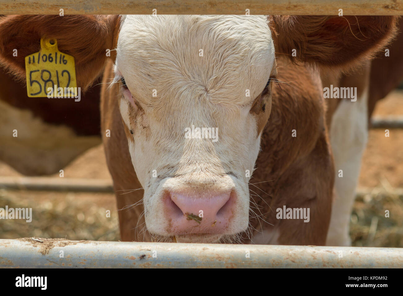 Bovine hi-res stock photography and images - Alamy