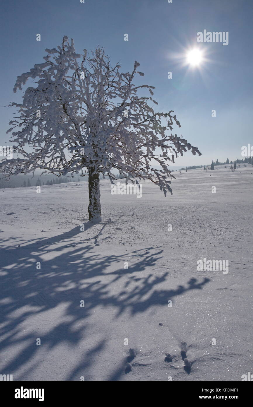 Tree in the Sun Stock Photo - Alamy
