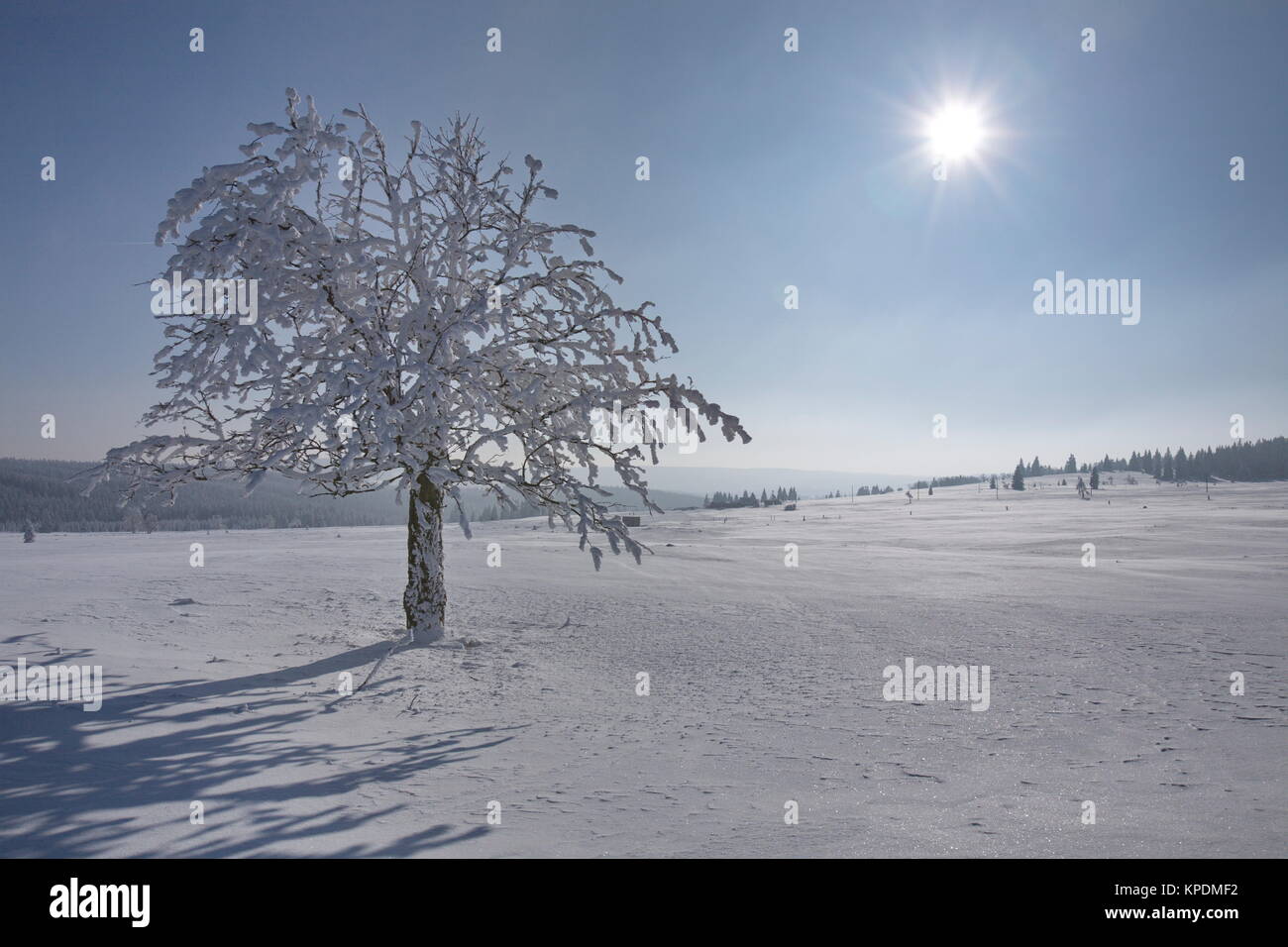 Tree in the Sun Stock Photo - Alamy