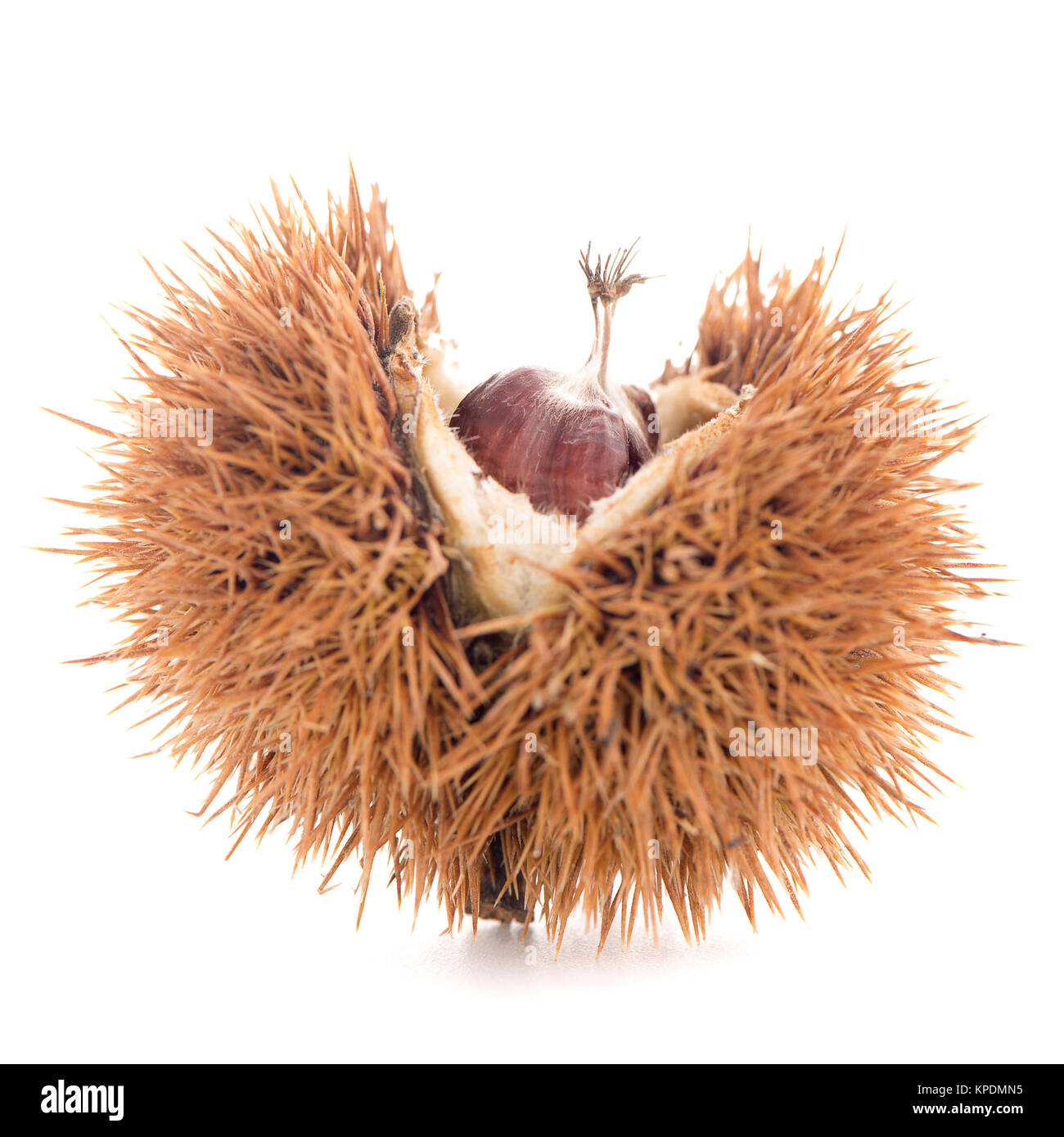 Chestnuts with shell Stock Photo - Alamy