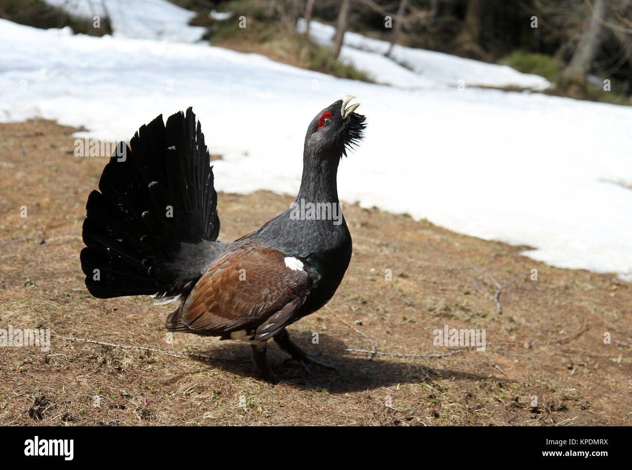 Big footed birds hi-res stock photography and images - Alamy