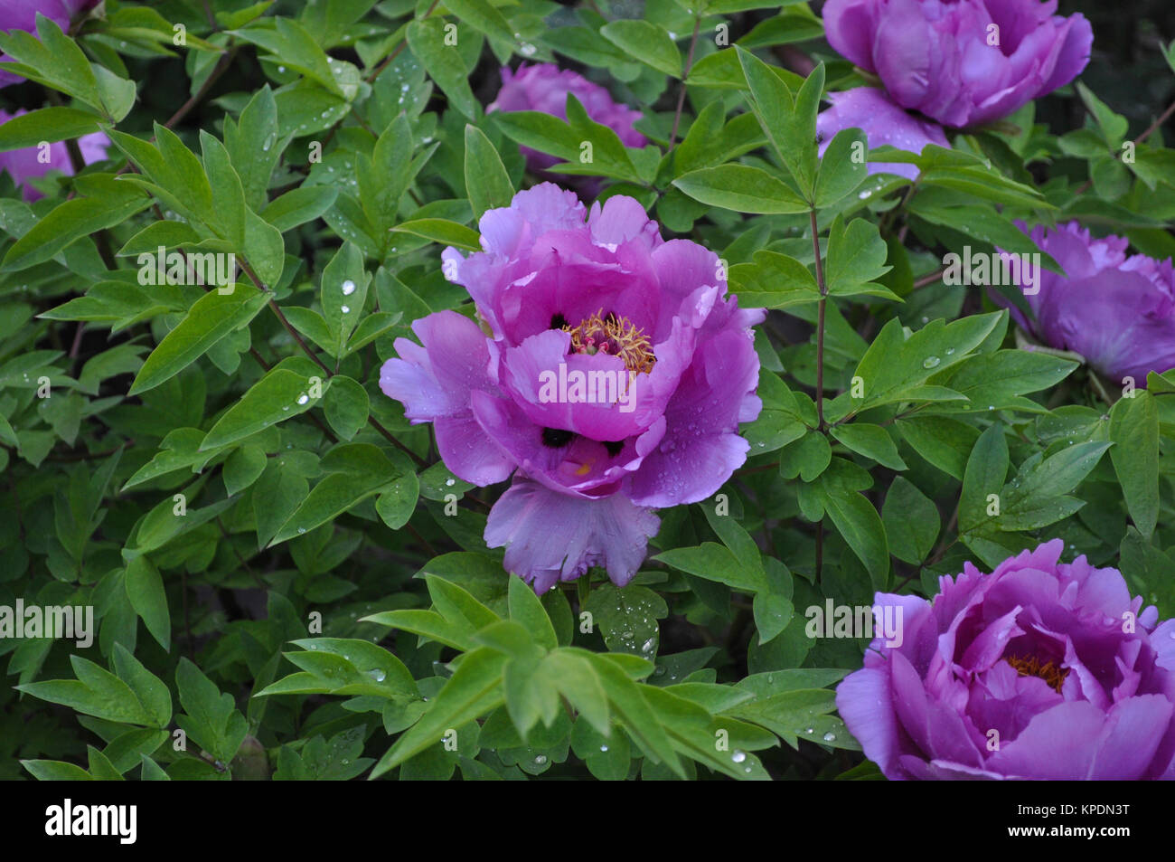 Beautiful background with flowers peonies Stock Photo - Alamy
