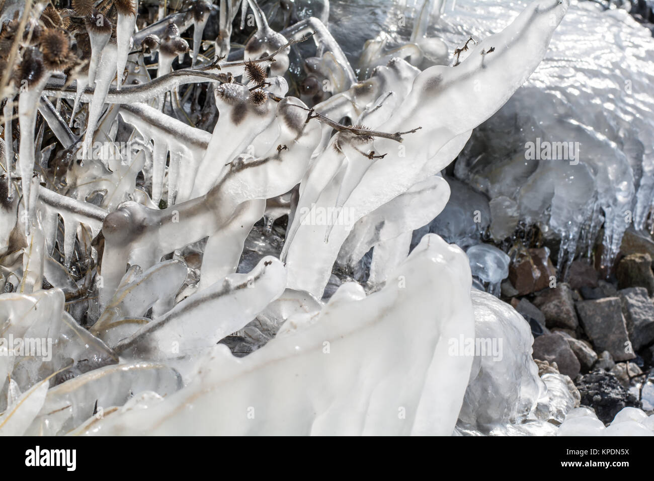 Frozen bushes with ice in the winter lake Stock Photo - Alamy