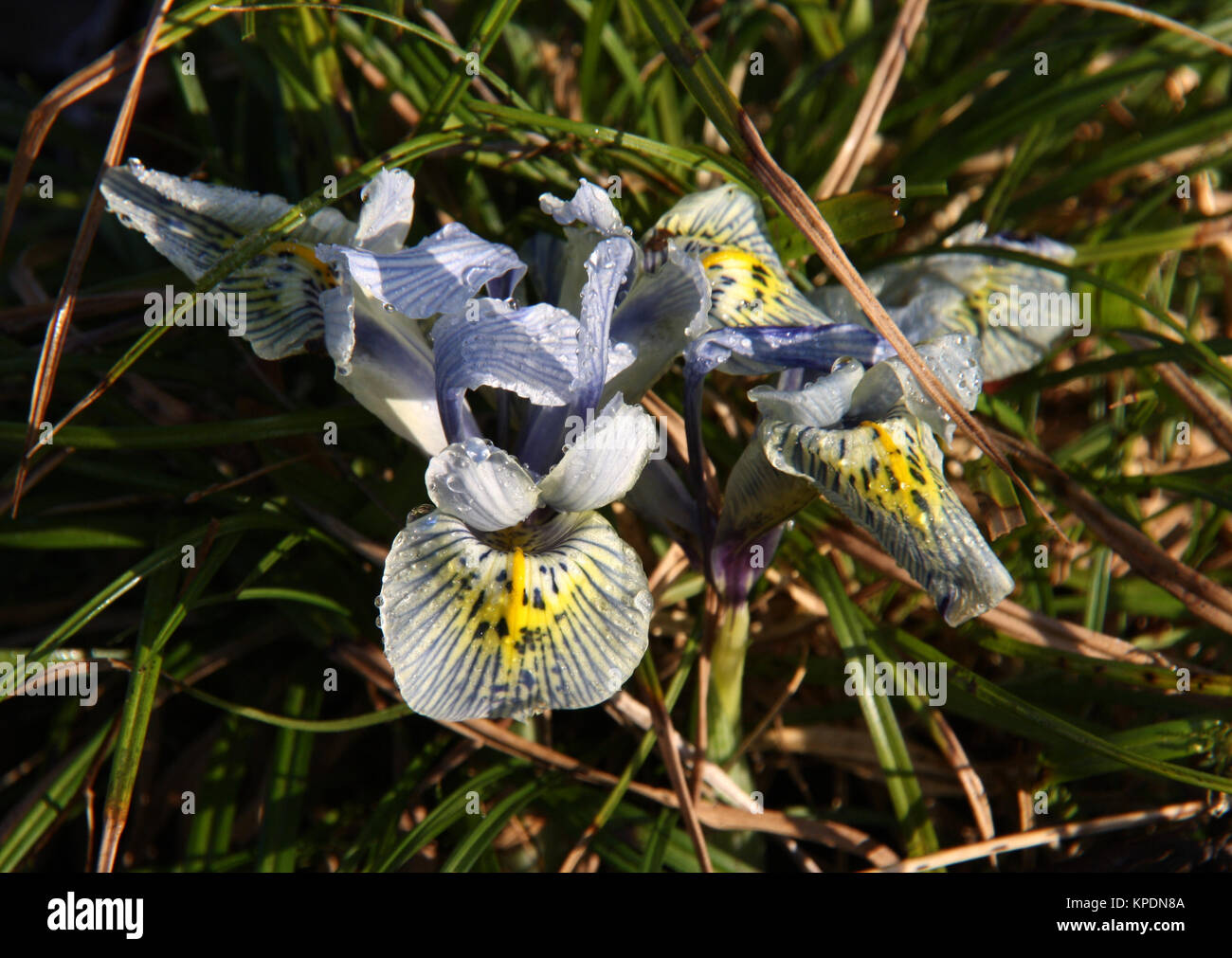 iris x histrioides 'katharine hodgkin' after the frost has melted Stock ...