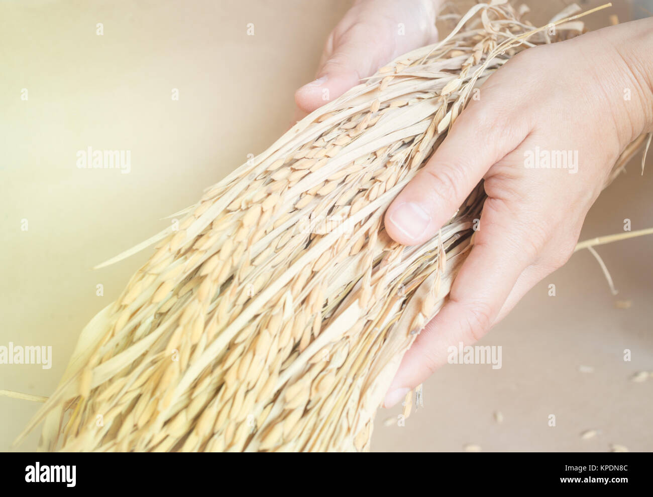 Hand holding paddy rice grain Stock Photo - Alamy