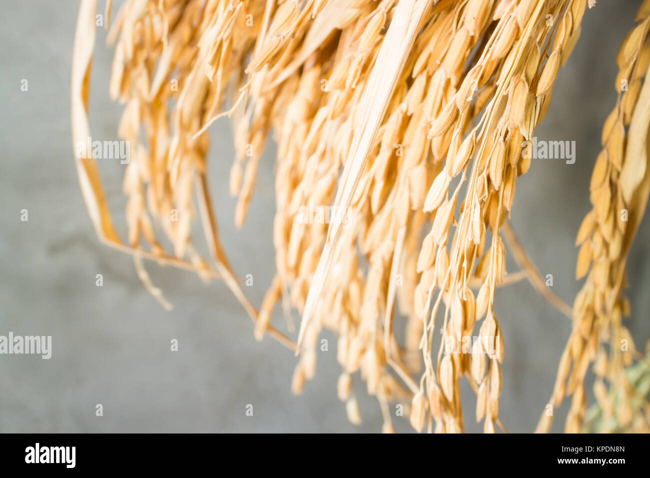 Paddy jasmine rice plant in detail hi-res stock photography and images ...