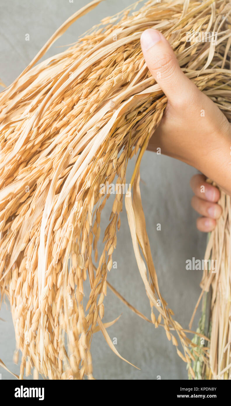 Paddy Jasmine Rice Plant In Detail High Resolution Stock Photography ...